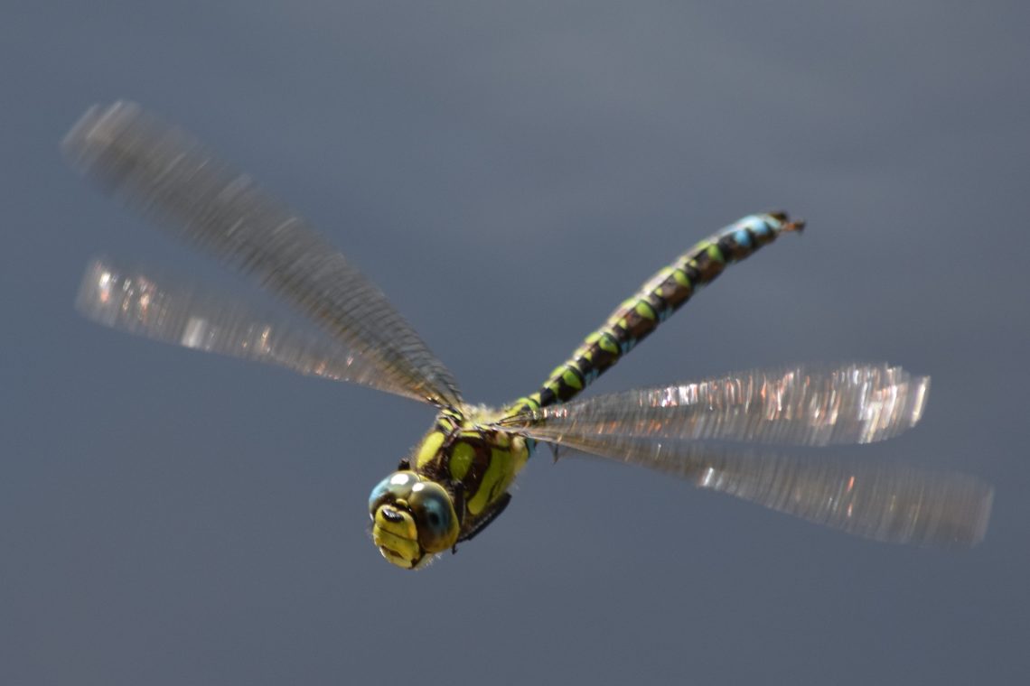 Day for All – Photo Competition Winners – St Mary's Ewell